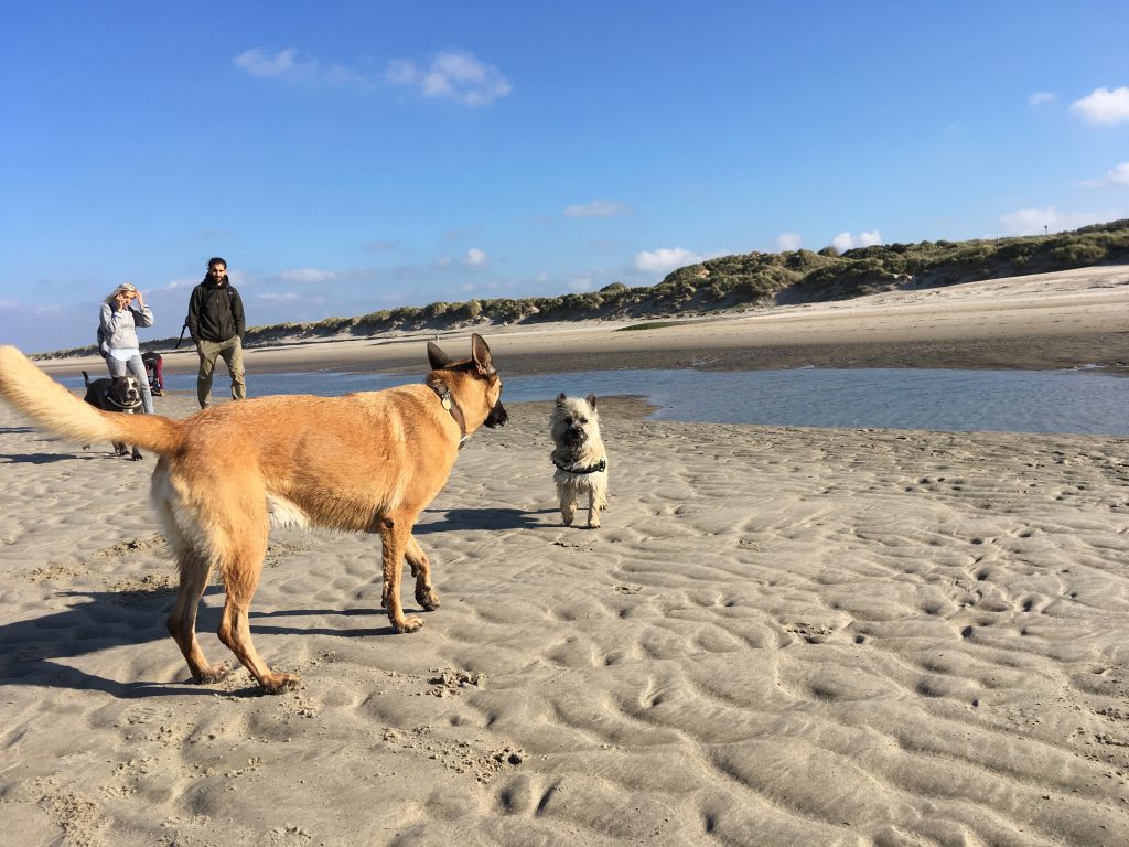 balade-canine-261 - Ethologue - Comportementaliste animalier