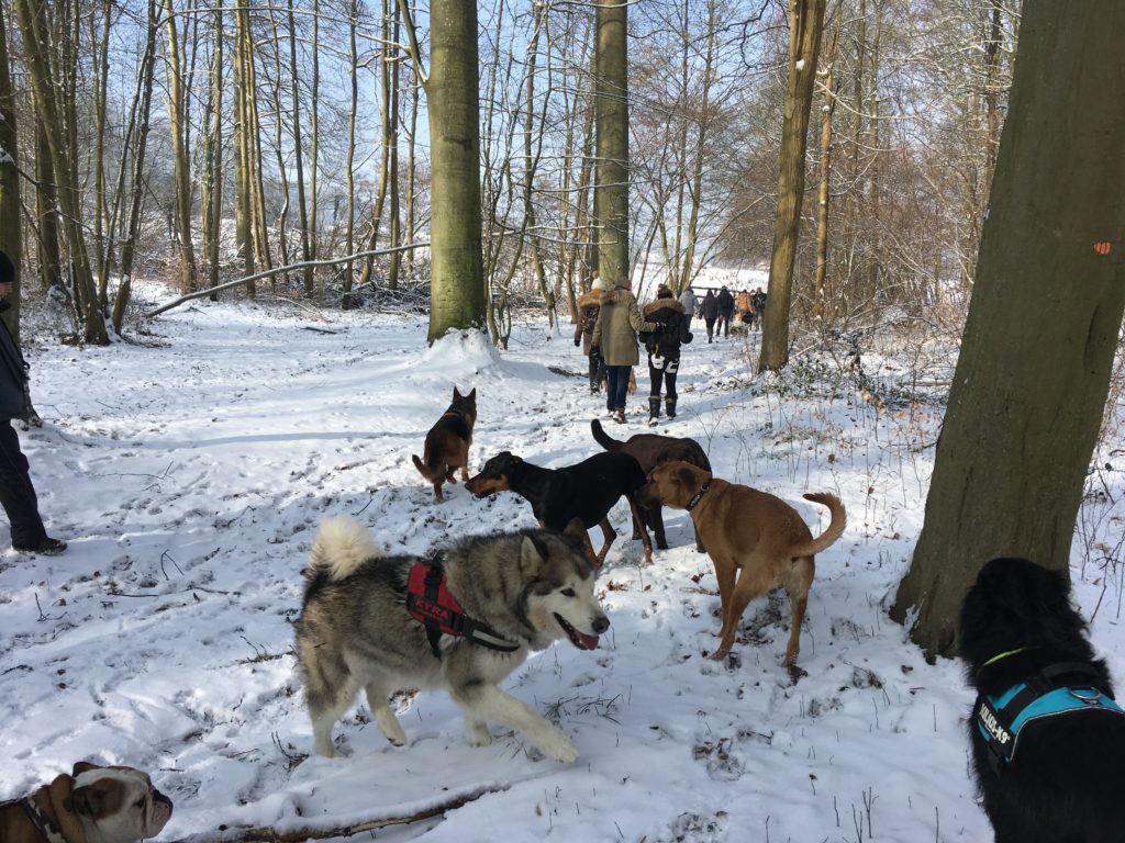 balade-canine-815 - Ethologue - Comportementaliste animalier