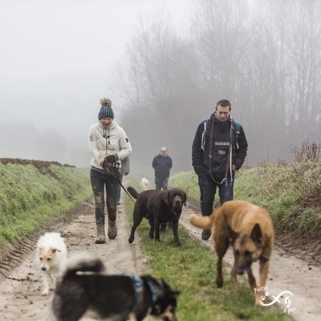 Les photos de notre troisième balade canine du 25 janvier - Ethologue ...